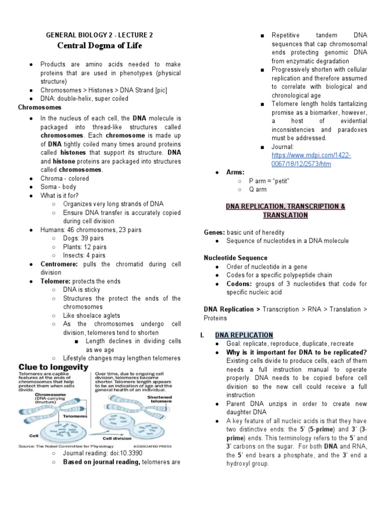 Lecture Notes 2 (Central Dogma) | PDF | Rna | Dna Replication