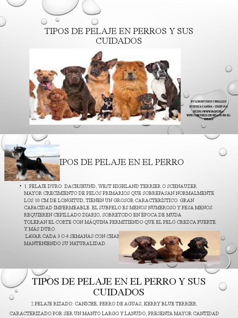 Tipos de Pelaje en Perros y Cuidados | PDF | Razas | Razas de animales