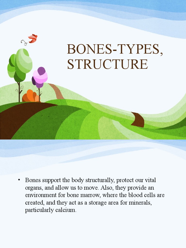 Intro Bone With Types | PDF | Skeleton | Bone