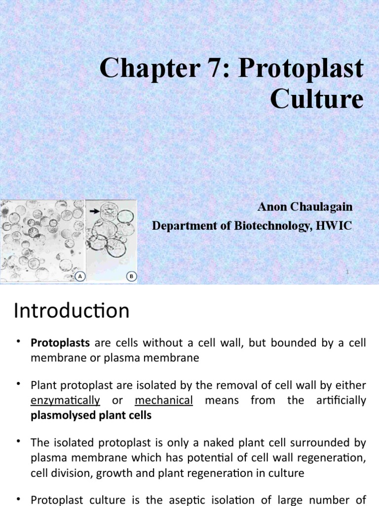 Chapter 7 Protoplast Culture | PDF | Hybrid (Biology) | Plant Breeding