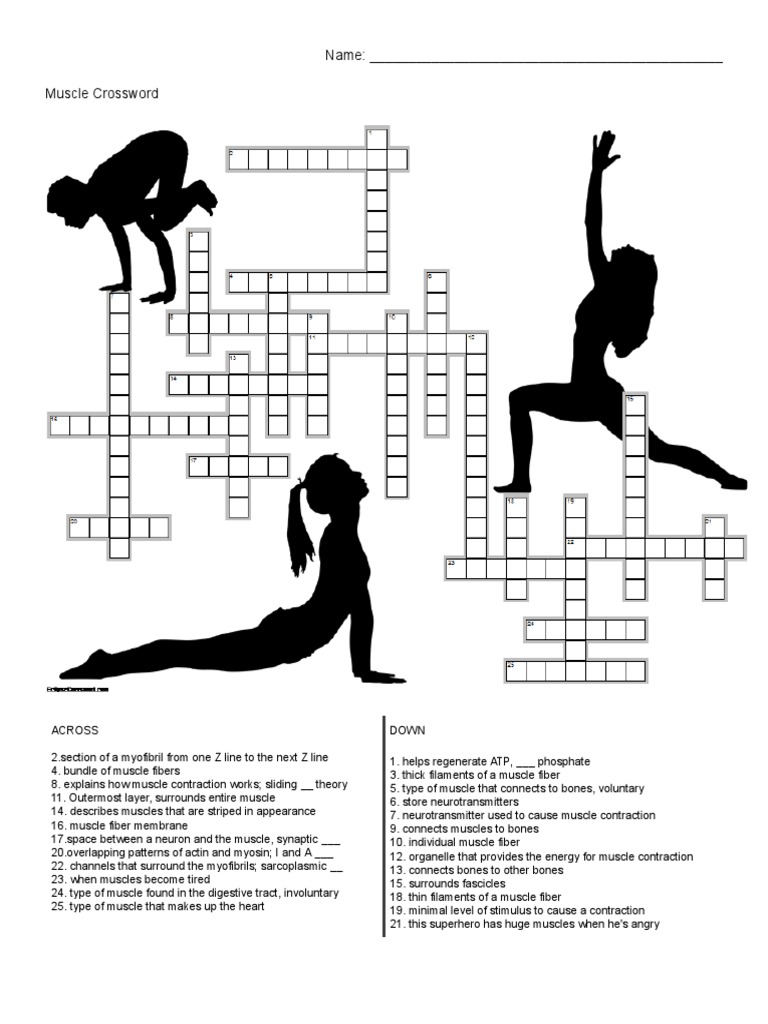 Name: - Muscle Crossword | PDF