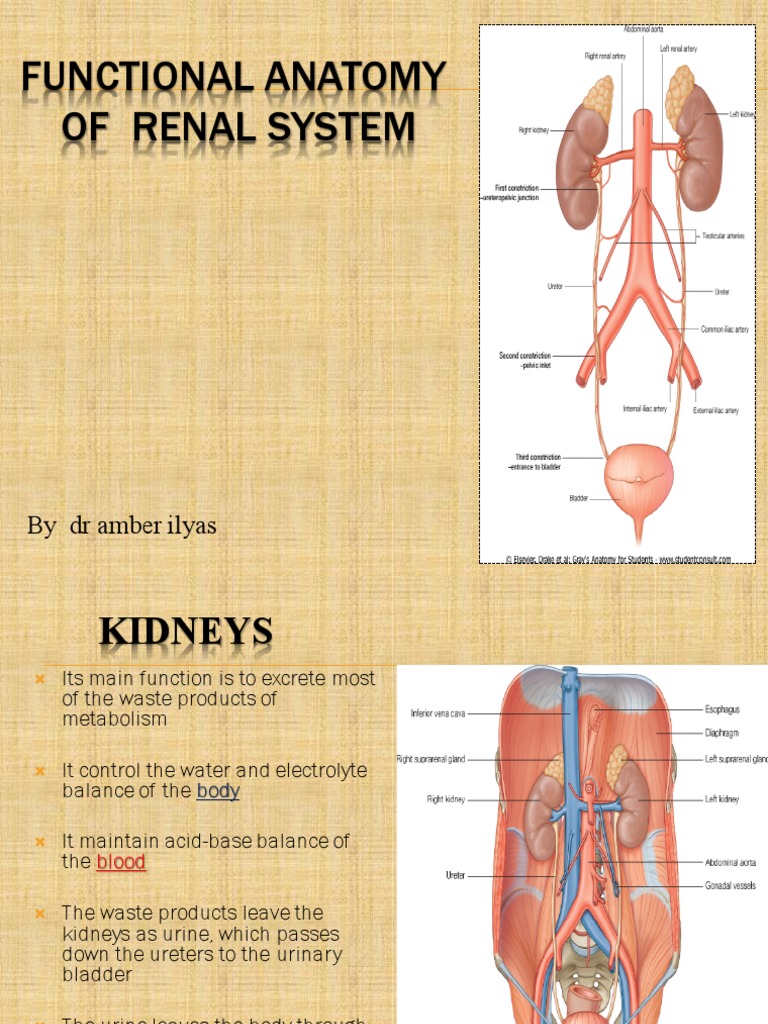Renal System Functional Anatomy | PDF | Kidney | Urinary Bladder