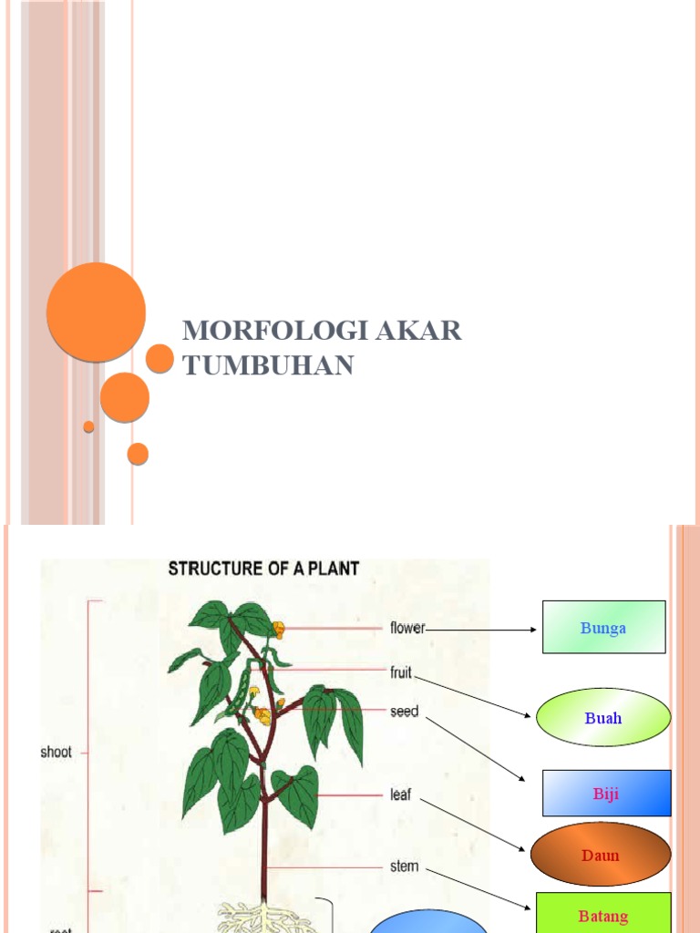 Morfologi Akar Tumbuhan | PDF