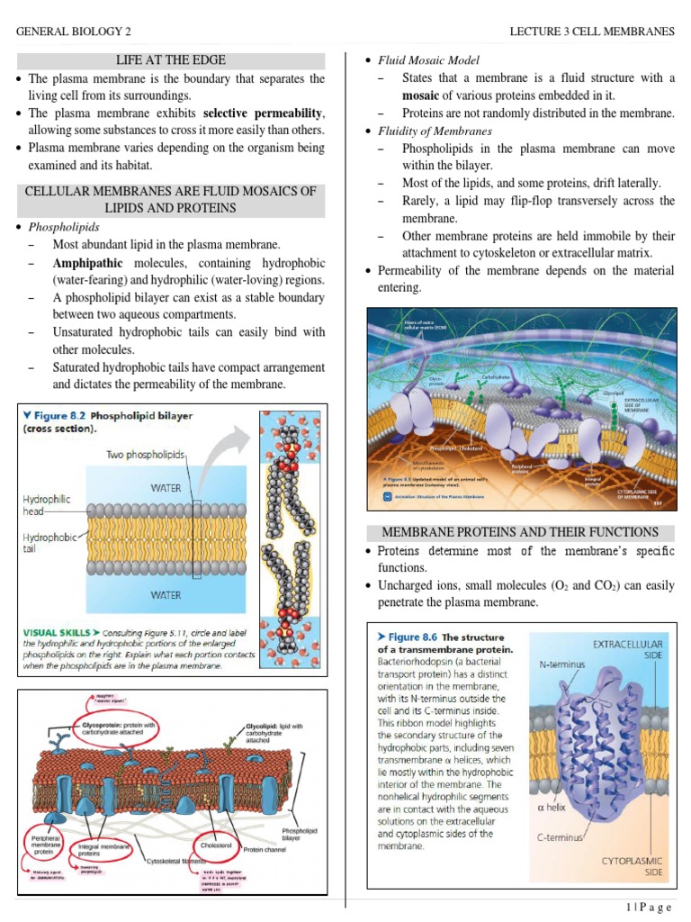Mosaic of Various Proteins Embedded in It.: General Biology 2 Lecture 3 ...