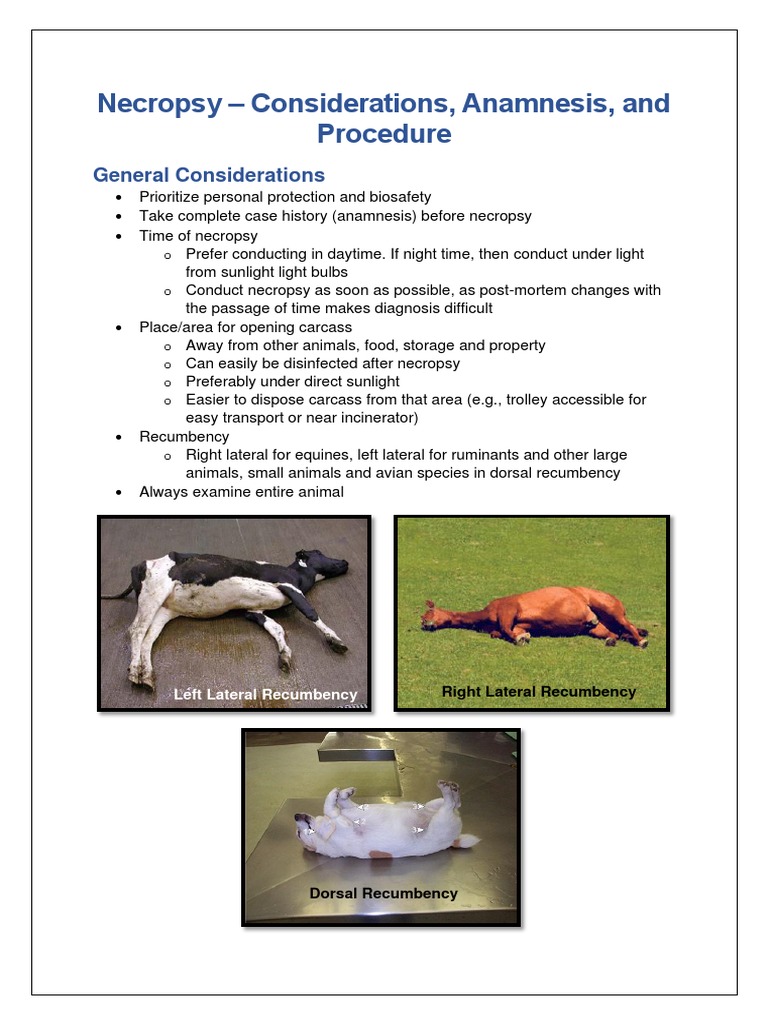 Necropsy - Considerations, History and Procedure | PDF | Vertebral ...