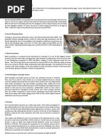 Philippine Native Chicken Breeds Guide | PDF | Chicken | Agriculture