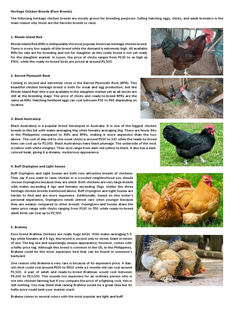Heritage Chicken Breeds (Pure Breeds) | PDF | Chicken | Dinosaurs