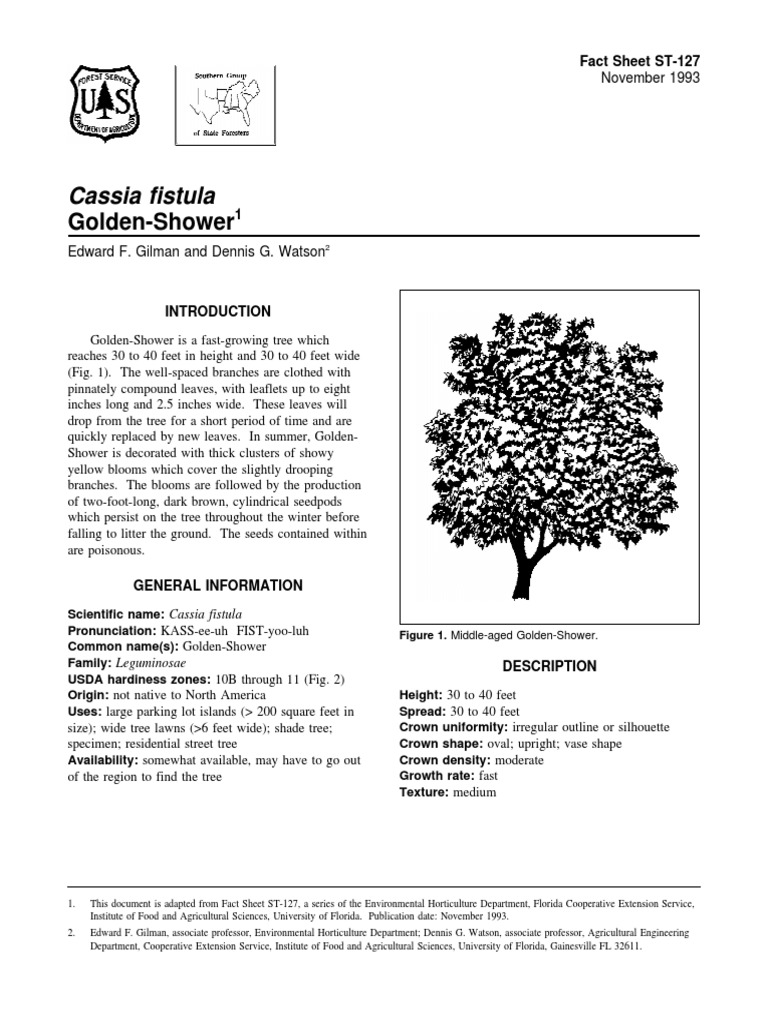 Cassia Fistula Golden-Shower: Fact Sheet ST-127 | PDF | Leaf | Pruning