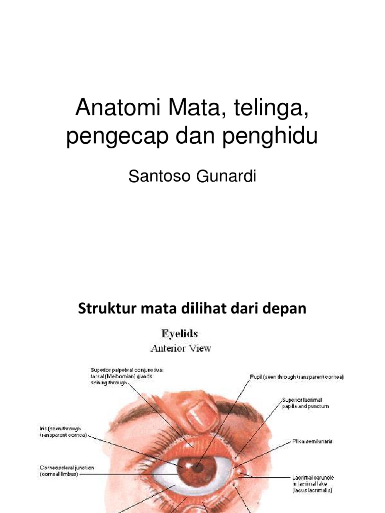 Struktur dan Fungsi Mata dan Kelengkapannya | PDF