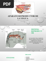 Aparato Reproductor Del Cerdo Hembra y Macho | PDF | Semen | Testículo
