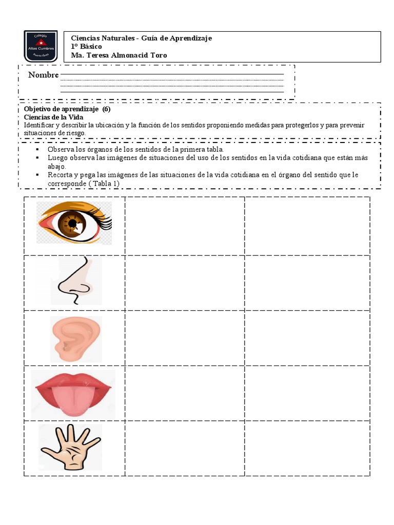 Guia Aprendizaje Ciencias 1ero Los Sentidos | PDF