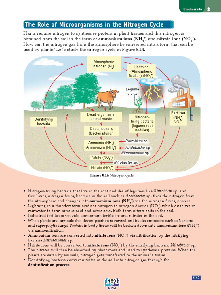 The Role of Microorganisms in The Nitrogen Cycle: Biodiversity | PDF ...