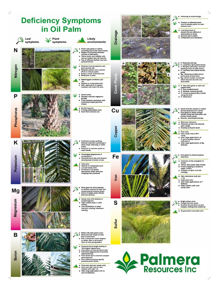 Oil Palm Nutrient DefSymptoms | PDF