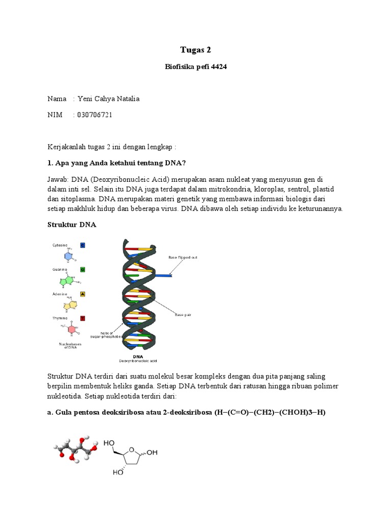 Struktur dan Fungsi DNA serta RNA | PDF | Kajian Bahasa Asing | Sains ...