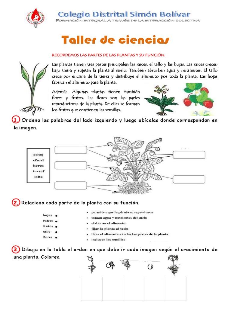Ciencias La Planta | PDF