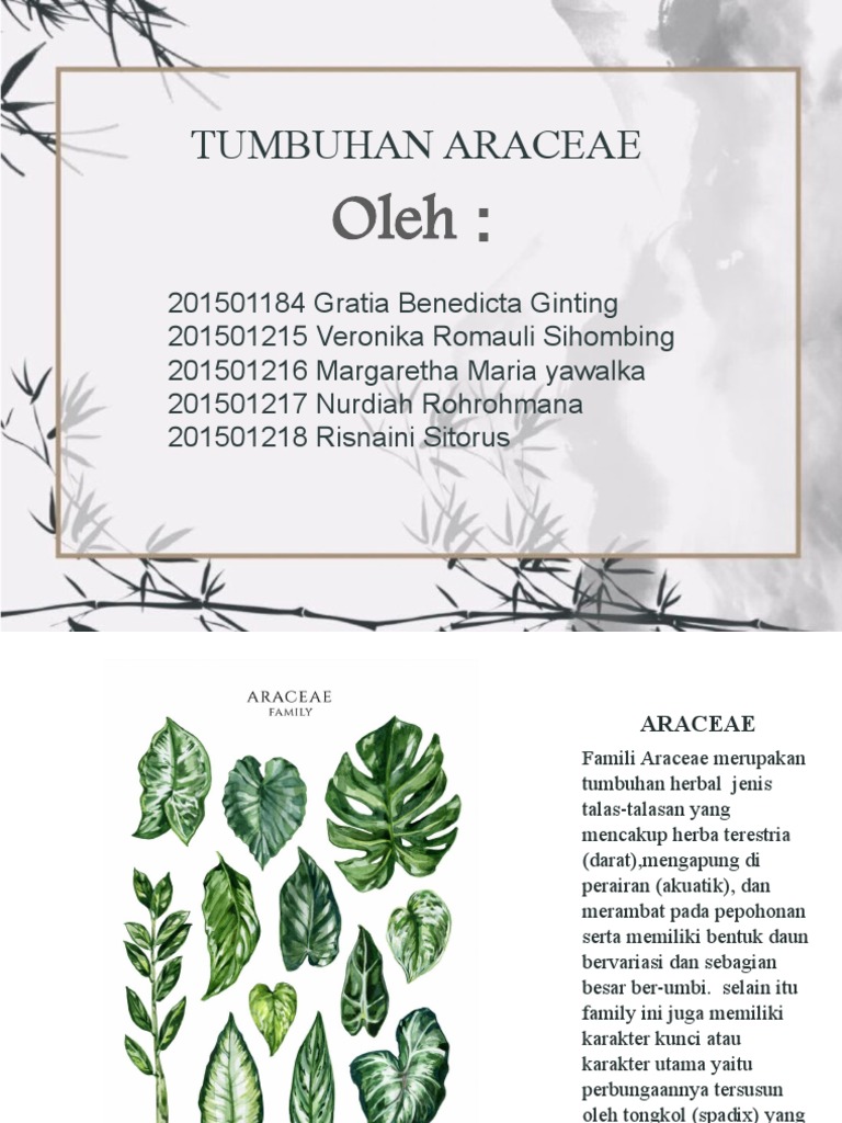 Famili Araceae | PDF