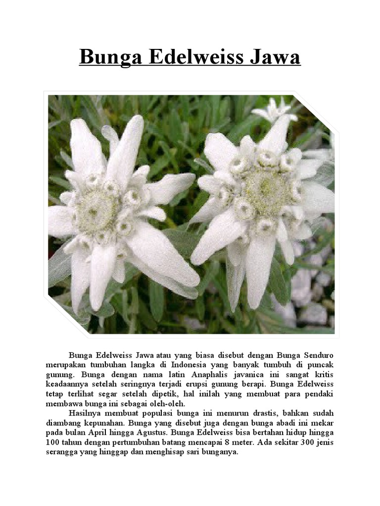 Bunga Edelweiss Jawa | PDF