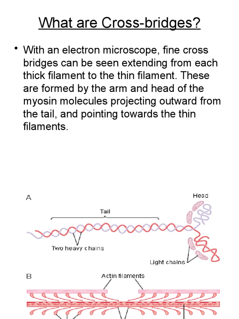 Understanding Cross-Bridges in Muscle Contraction | PDF | Neuromuscular ...