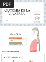 Resumen Anatomía de La Vía Aérea | PDF | Laringe | Nariz humana