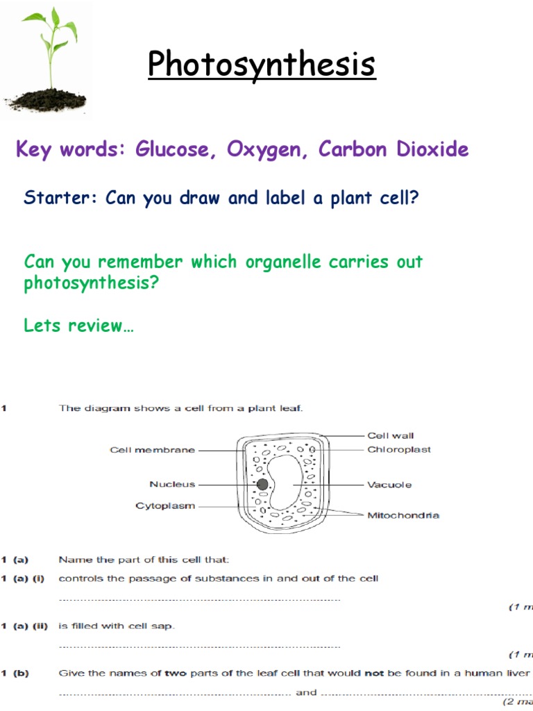 Photosynthesis: Key Words: Glucose, Oxygen, Carbon Dioxide | PDF ...