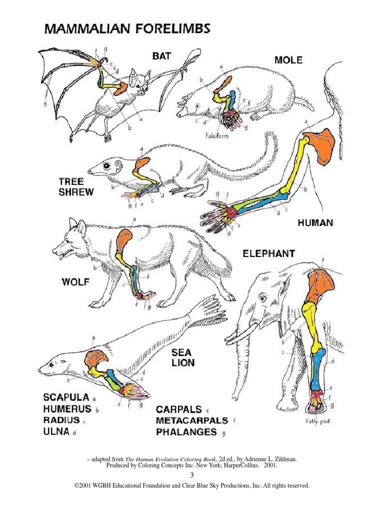 Adapted From The Human Evolution Coloring Book, 2D Ed., by Adrienne L ...