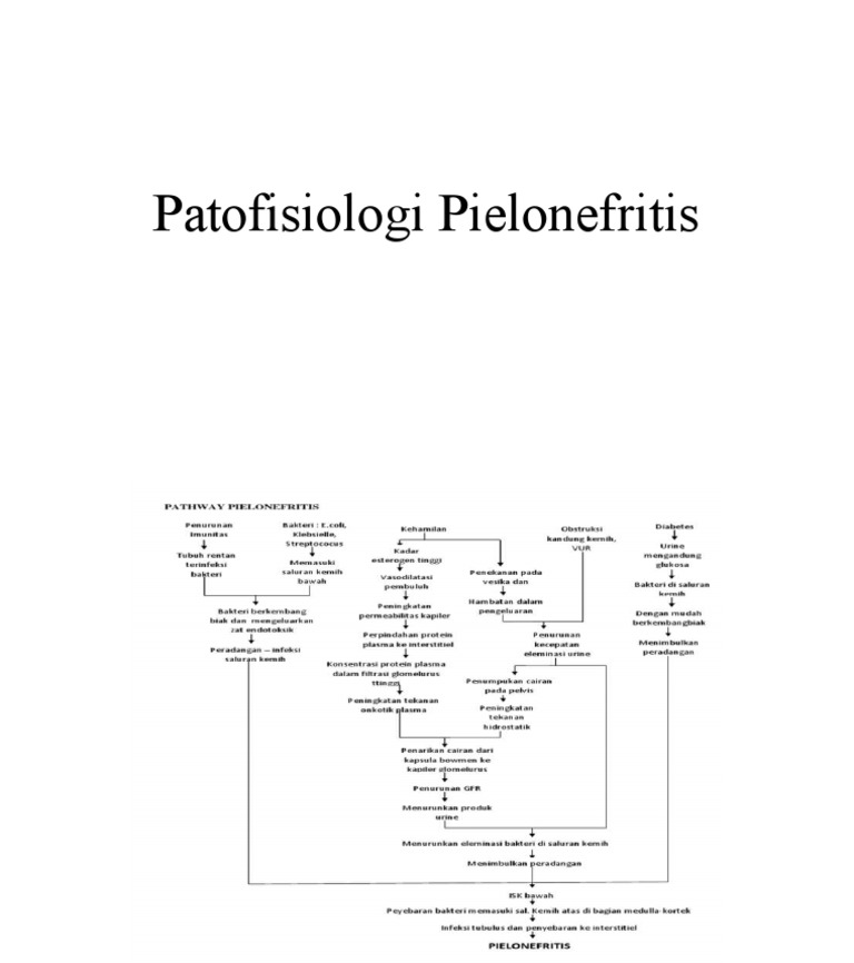 Patofisiologi Pielonefritis | PDF