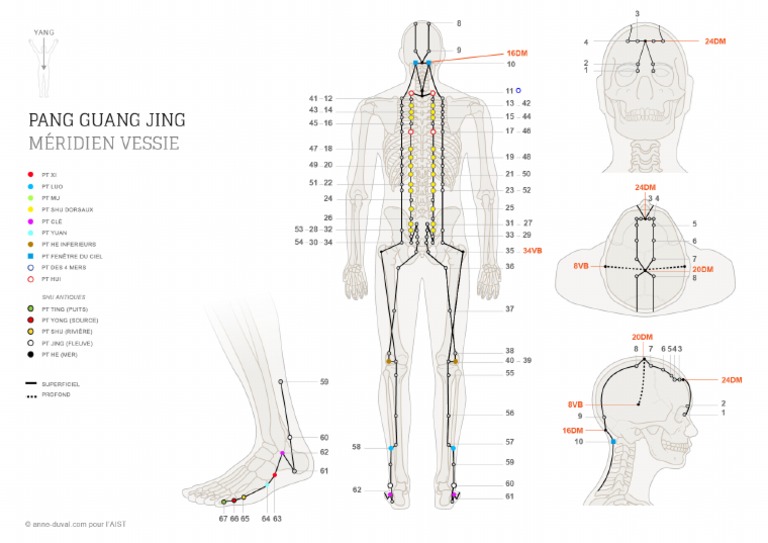 Meridien Vessie | PDF