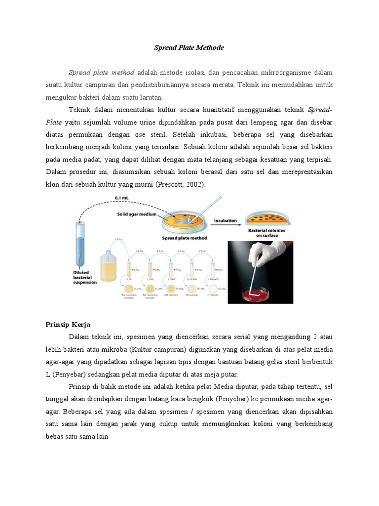 Metode Spread Plate untuk Isolasi Bakteri | PDF | Sains & Matematika