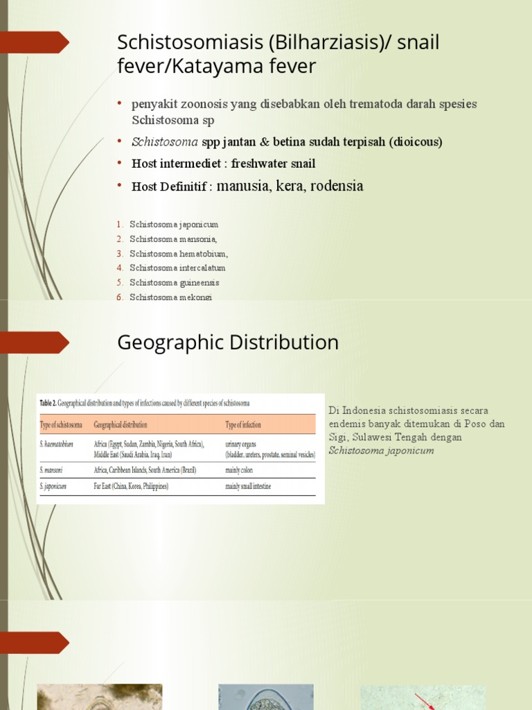 Schistosomiasis (Bilharziasis) / Snail Fever/katayama Fever: Manusia ...