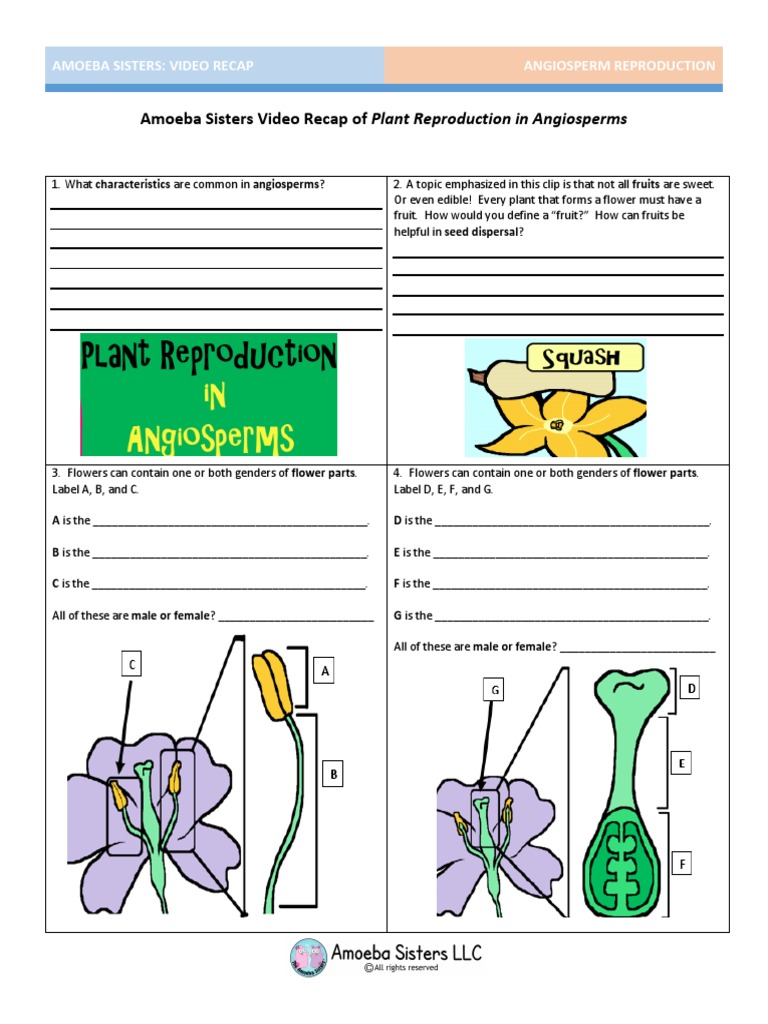 Amoeba Sisters Video Recap of Plant Reproduction in Angiosperms | PDF
