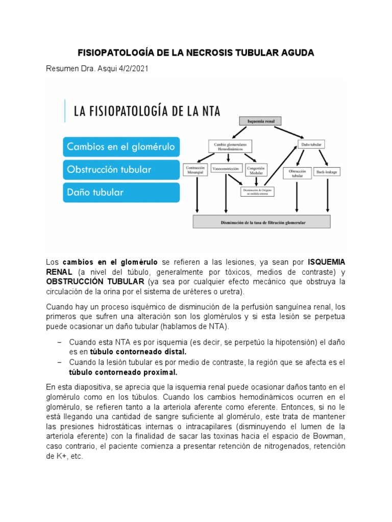 Fisiopatología de La Necrosis Tubular Aguda | PDF | Riñón | Isquemia