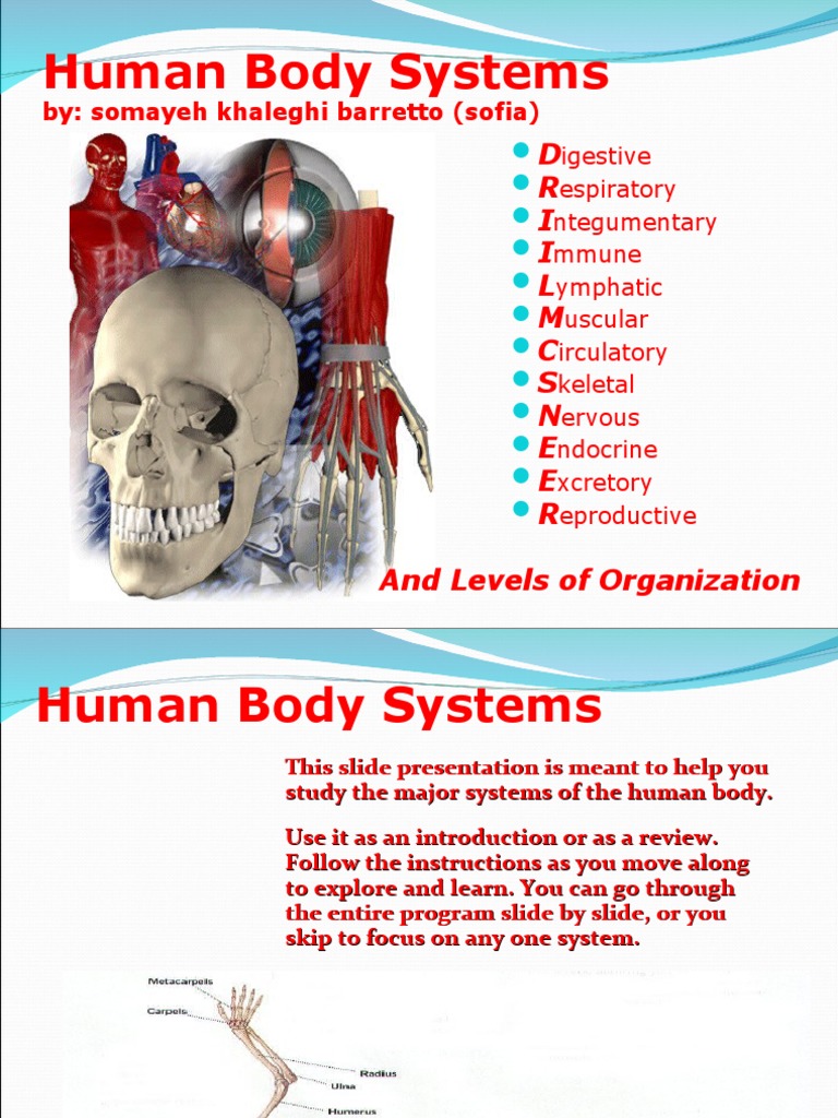 Human Body Systems Final Project 03-04 Draft 5 | PDF | Neuron | Digestion
