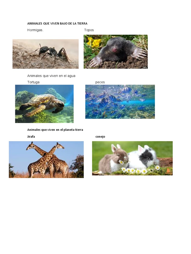 Animales que Viven Bajo Tierra | PDF
