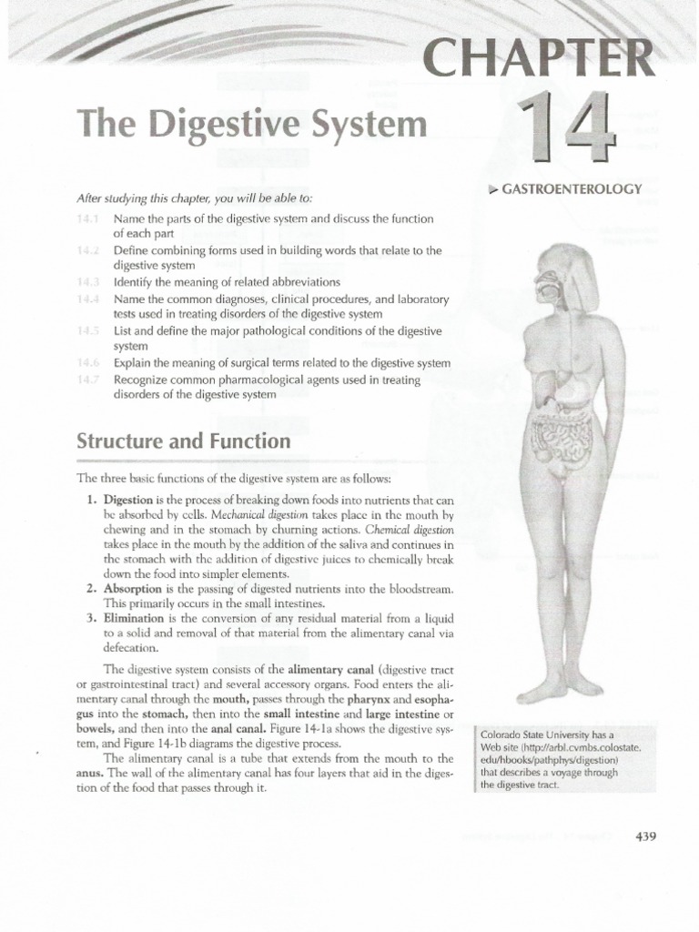 Digestive System Book | PDF