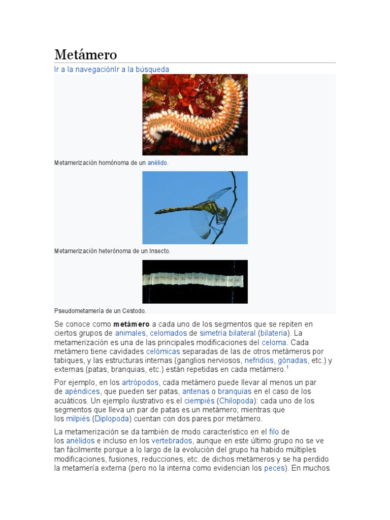 Metámero | PDF | Protostomas | Biología