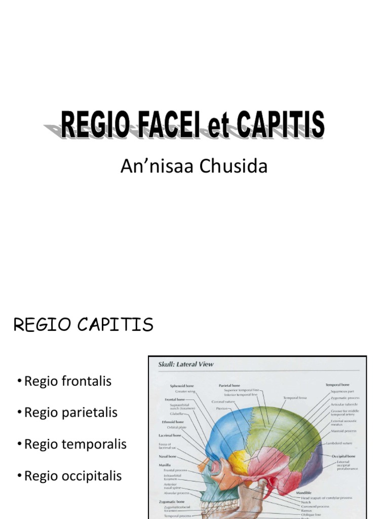 Regio Facei Superficialis | PDF
