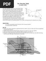 Mink Dissection Instructions | PDF | Coronary Circulation | Heart