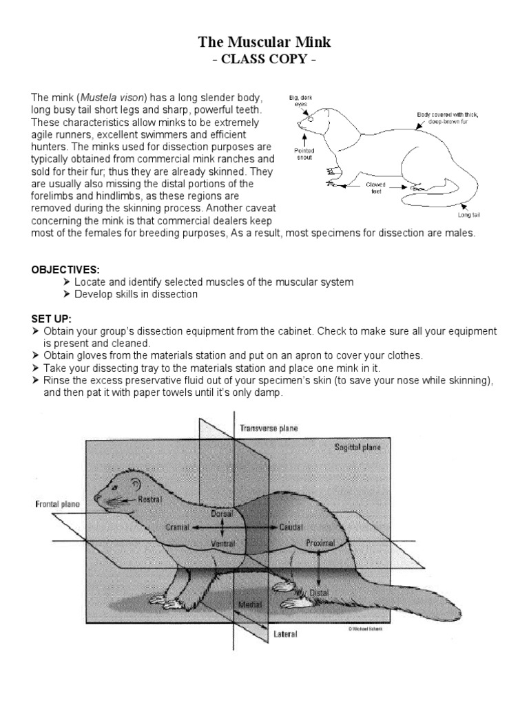 The Muscular Mink | PDF | Abdomen | Musculoskeletal System