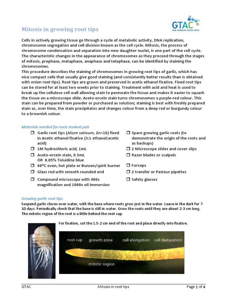 Mitosis Staining in Garlic Root Tips | PDF | Staining | Mitosis