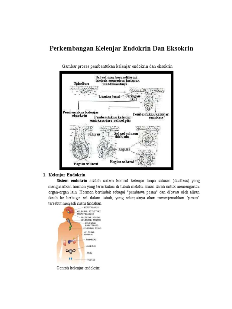 An Kelenjar Endokrin Dan Eksokrin | PDF