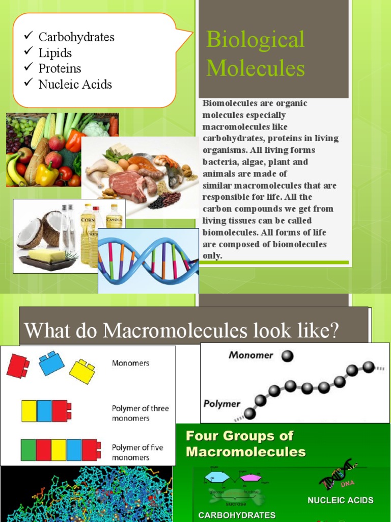Biological Molecules: Carbohydrates Lipids Proteins Nucleic Acids | PDF ...