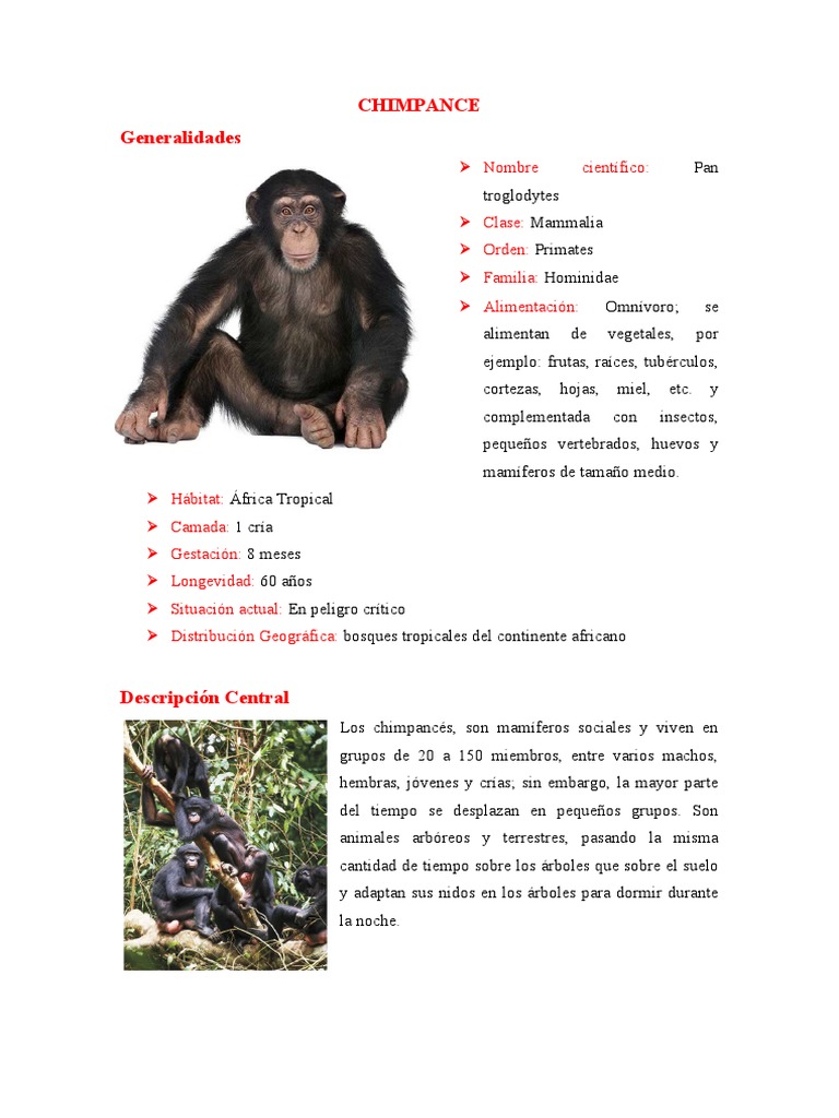 Características del Chimpancé | PDF | Mono | Zoología