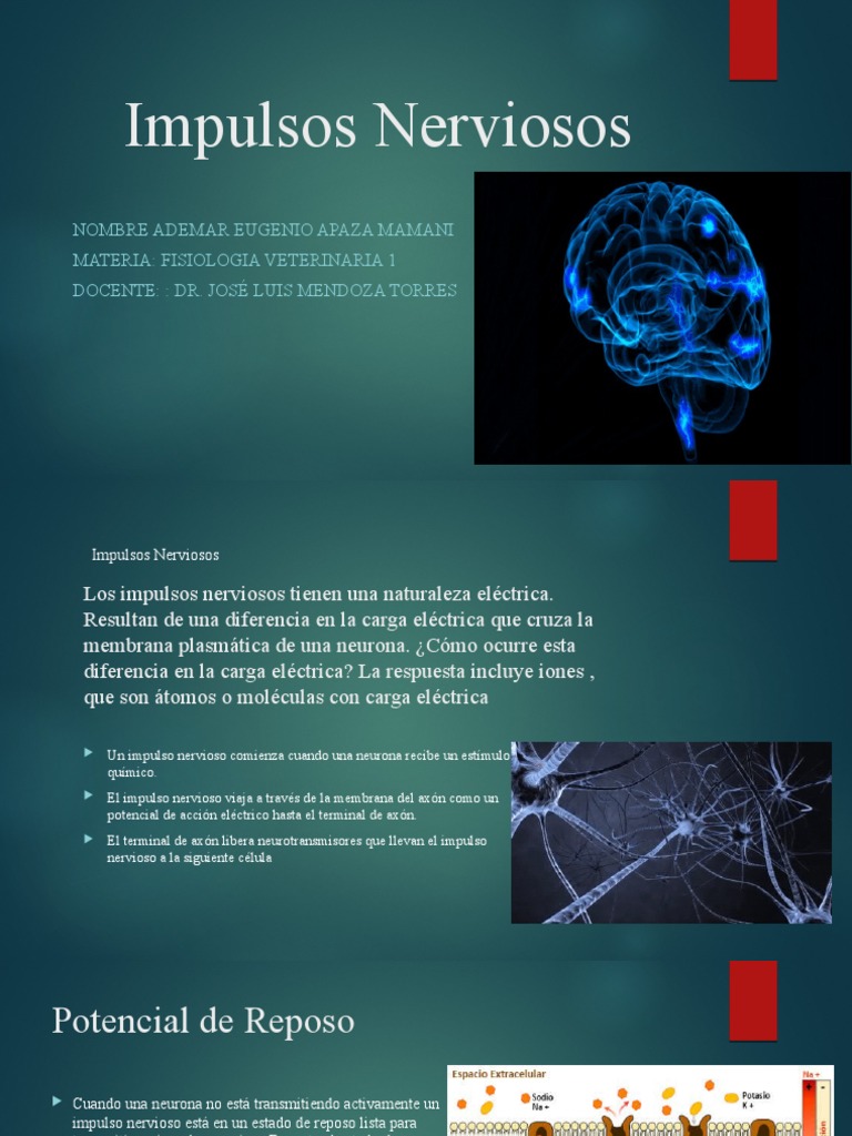 Impulsos Nerviosos y Su Funcionamiento | PDF | Potencial de acción ...