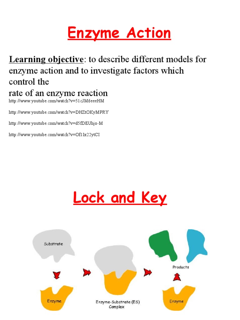 Enzymes Models of Action | PDF | Active Site | Enzyme
