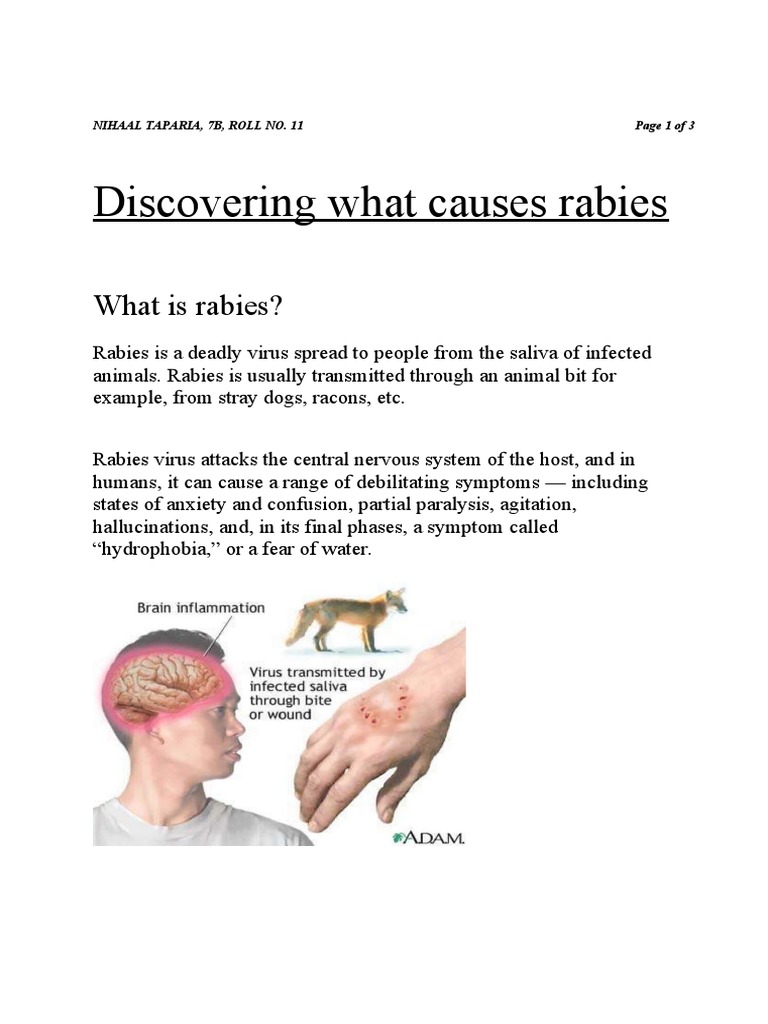 Causes of Rabies Revealed | PDF