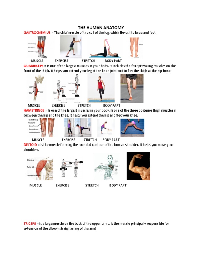 Human Anatomy 1 | PDF | Abdomen | Arm