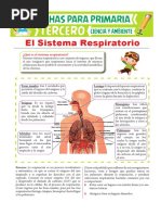 Sistema Respiratorio para Quinto Grado | PDF | Pulmón | Sistema ...
