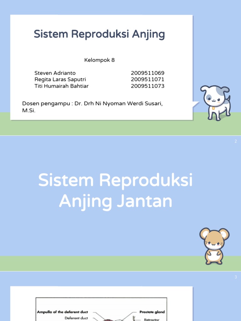 Anatomi Sistem Genitalia Anjing Jantan & Betina - Kelompok 8 - B | PDF