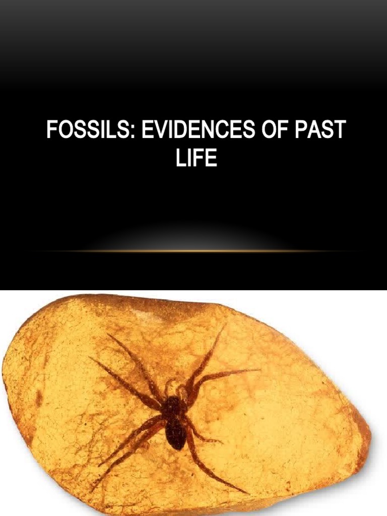 Fossils: Evidences of Past Life | PDF