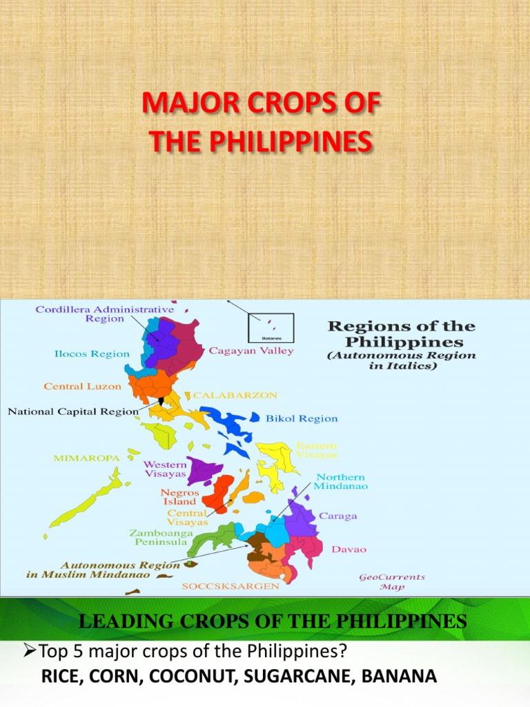 Major Crops in The Philippines | PDF | Agriculture | Agronomy